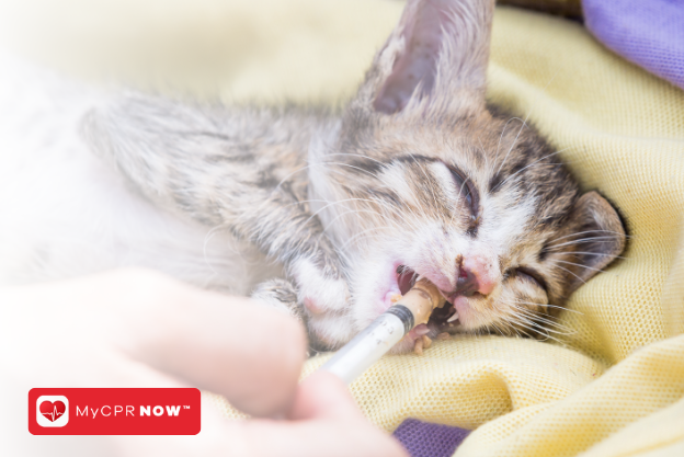 Pet CPR: A Lifesaving Skill Every Pet Owner Should Learn