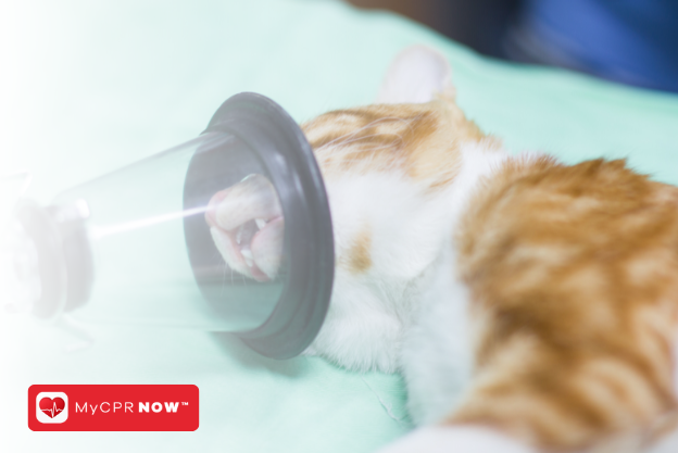 Pet CPR: Saving Your Furry Friend in an Emergency