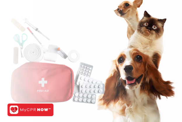 Pet CPR and First Aid: A Lifesaver in Emergencies