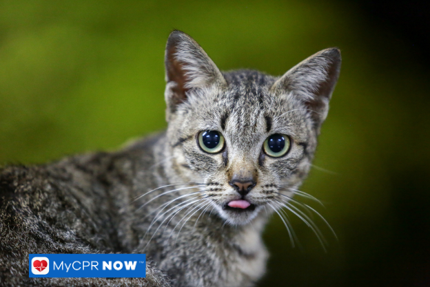 Symptoms, Risks, & Treatment Options For Cat Conjunctivitis