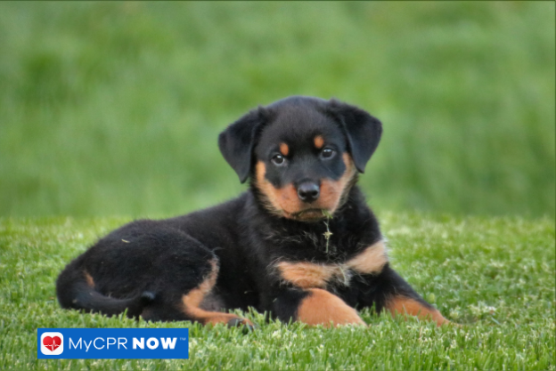 Understanding the Normal Pulse for Dogs