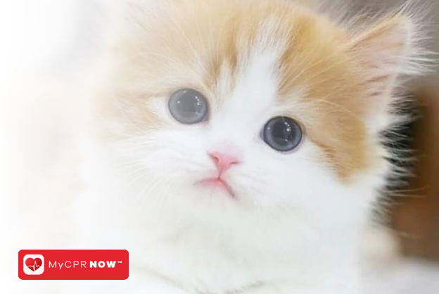 How to Treat Eye Injuries in Cats: Immediate First Aid