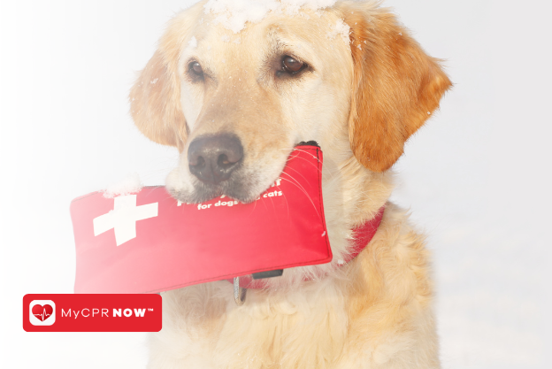 First Aid for Dogs: The Ultimate Guide to Canine First Aid Kits