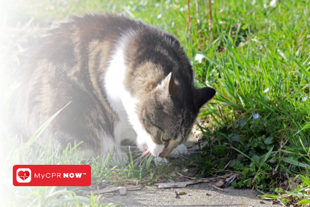 First Aid for Cats: The Key to Longevity and Quality of Life
