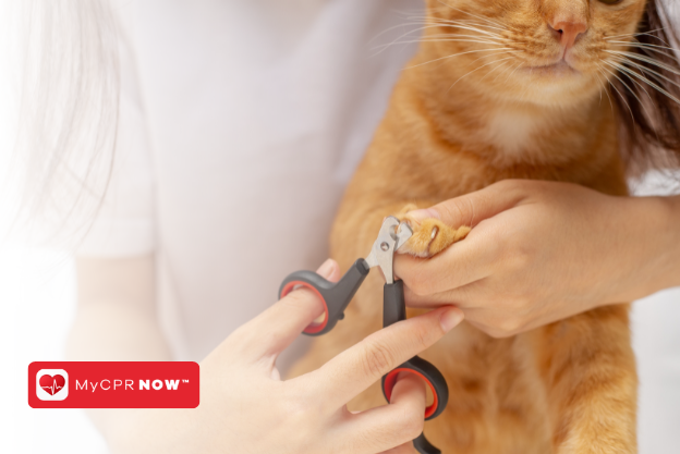 CPR for Cats: What Every Owner Should Know