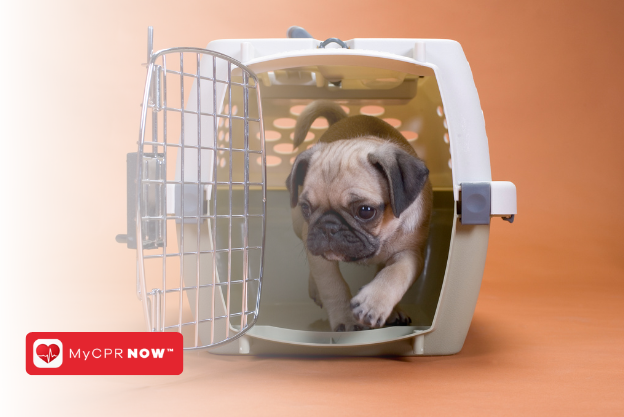 Handling Pet Seizures: A First Aid Approach