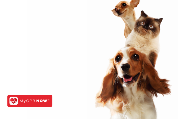 Pet Safety: Avoiding Common Hazards in Your Home