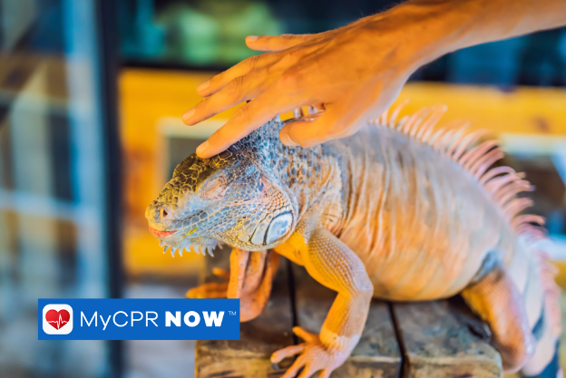 First Aid for Exotic Pets: Turtles, Snakes, and Lizards