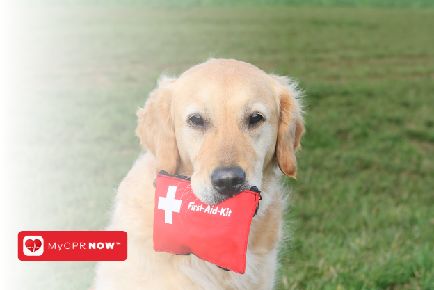 Dog First Aid 101: Preparing for Pet Emergencies