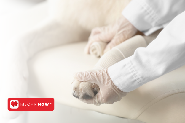 Dog First Aid: How to Address Paw Injuries