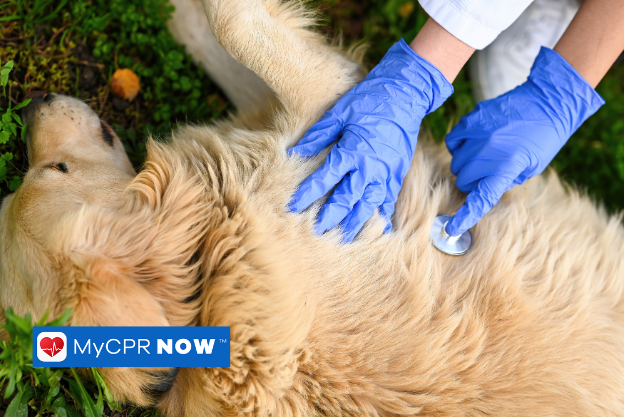 Paws and Resuscitation: A Pet Owner's Guide to CPR