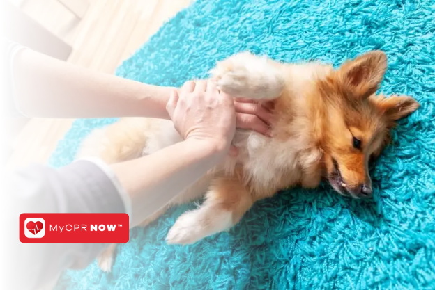 CPR Certification for Veterinarians