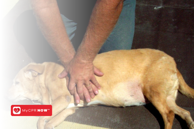 Pet CPR and First Aid: The Basics Every Pet Owner Should Know