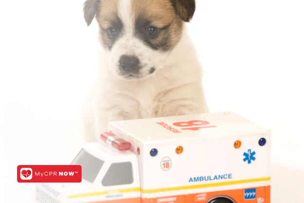 The Importance of Pet CPR in Emergency Situations