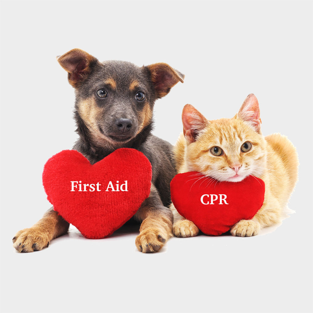 Pet CPR & First Aid Certification Online | Save A Pet's Life